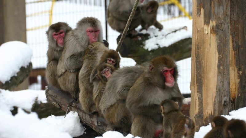 Sapporo: Asahiyama Zoo and Shirahige Falls Trip With Ticket - Shirahige Falls