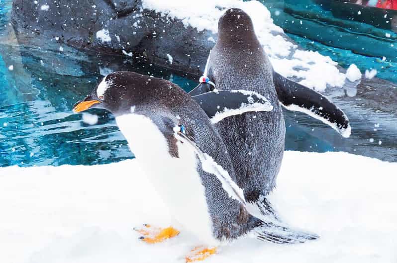 Sapporo: Asahiyama Zoo, Shirahige Falls & Biei Pond Day Tour - Key Points