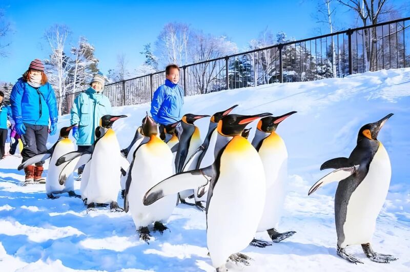 Sapporo: Asahiyama Zoo, Shirahige Falls & Biei Pond Day Tour - Itinerary