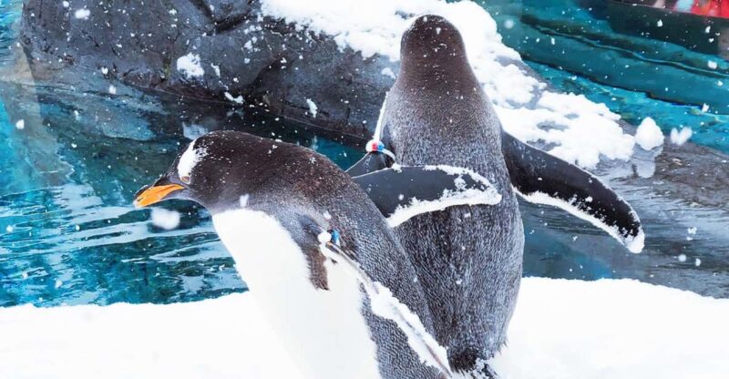 Sapporo: Asahiyama Zoo, Shirahige Falls & Biei Pond Day Tour - Asahiyama Zoo