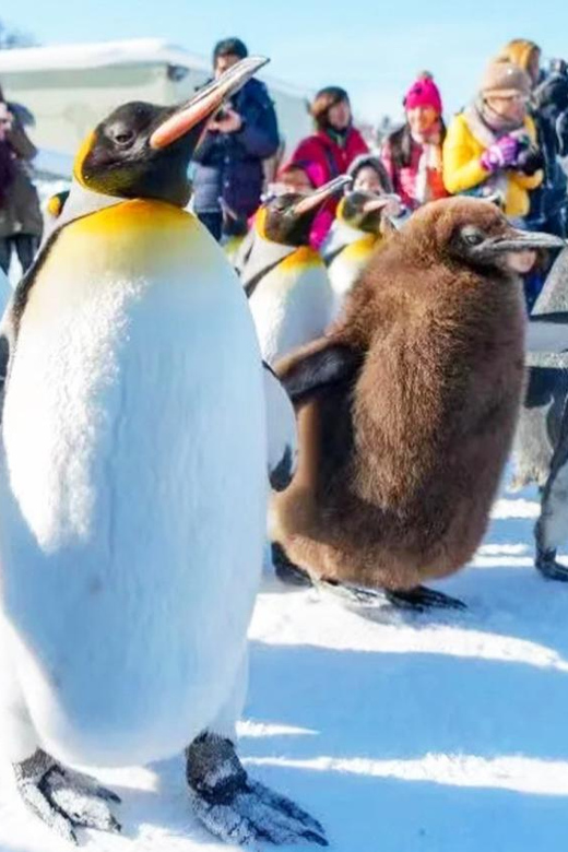 Sapporo: Asahiyama Zoo, Shirahige Falls & Biei Pond Day Tour - Biei