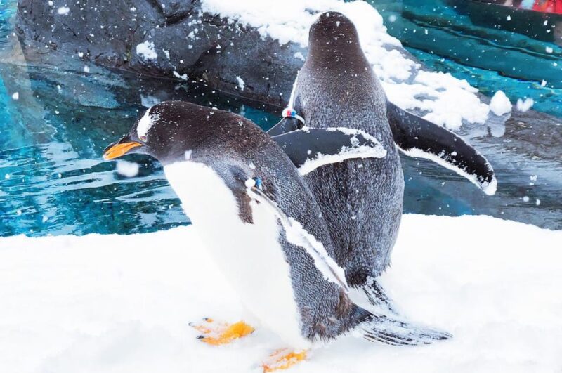 Sapporo: Asahiyama Zoo, Shirahige Falls & Biei Pond Day Tour - Shirahige Waterfall