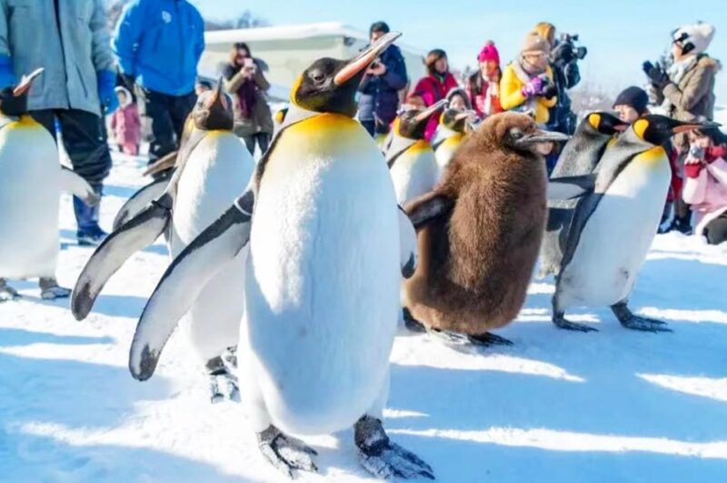 Sapporo: Asahiyama Zoo, Shirahige Falls & Biei Pond Day Tour - Frequently Asked Questions