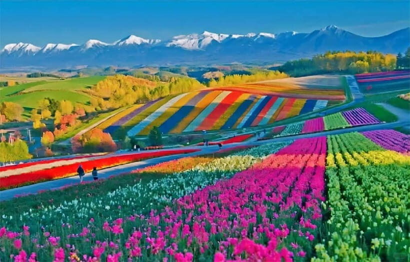 Sapporo: Furano Flower Sea & Biei Blue Pond Tour w/ Pickup - Key Points