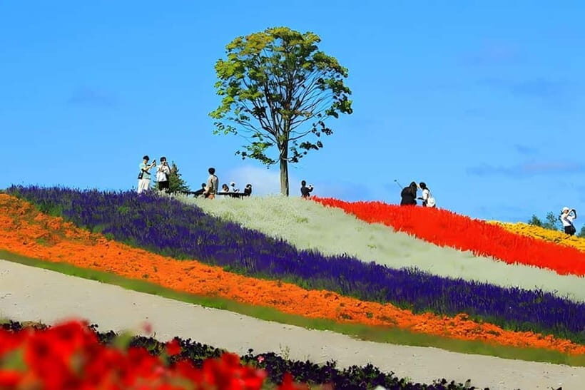 Sapporo: Furano Lavender & Biei Blue Pond Tour with Lunch - The Itinerary in Detail