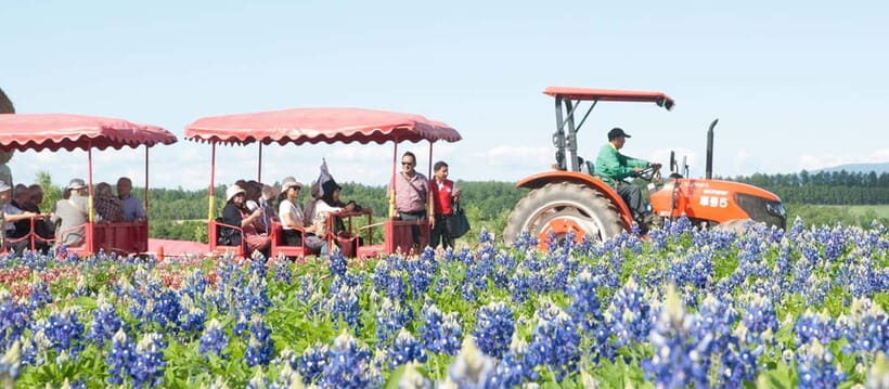 Sapporo: Furano Lavender & Biei Blue Pond Tour with Lunch - Who Will Love This Tour?
