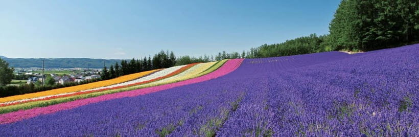 Sapporo: Furano Lavender & Biei Blue Pond Tour with Lunch - FAQs