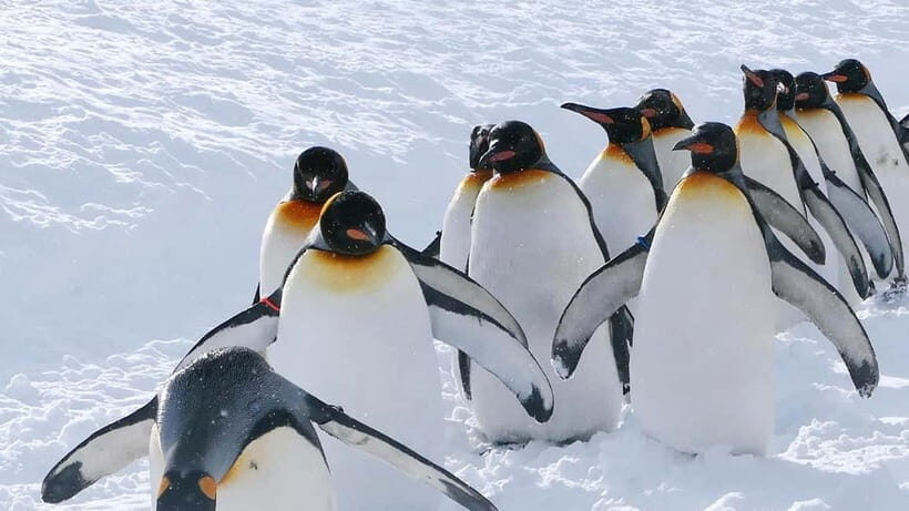 Sapporo Winter : Asahiyama Zoo (Penguin Fun & Snowmobile) - Key Points