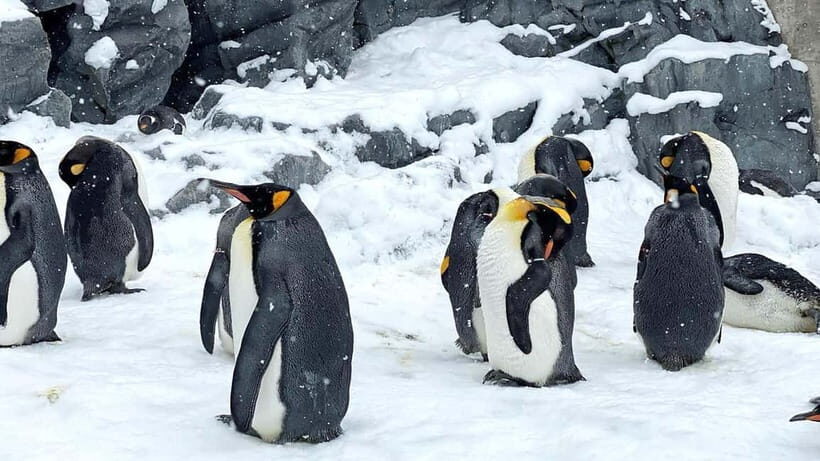 Sapporo Winter : Asahiyama Zoo (Penguin Fun & Snowmobile) - An In-Depth Look at the Tour Experience