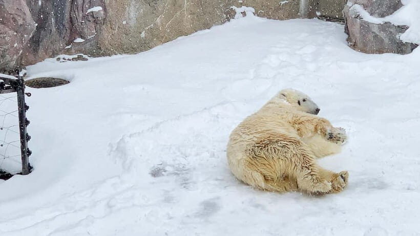 Sapporo Winter : Asahiyama Zoo (Penguin Fun & Snowmobile) - Who Should Consider This Tour?