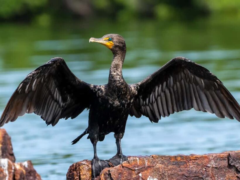 Sarasota: Guided Mangrove Tunnel Kayak Tour Lido Key - Pricing and Value