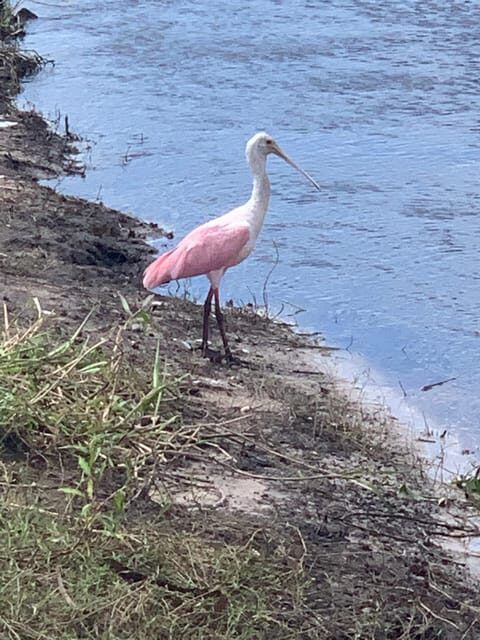 Sarasota: Myakka State Park E-bike Safari Experience - Who Will Love This Tour?