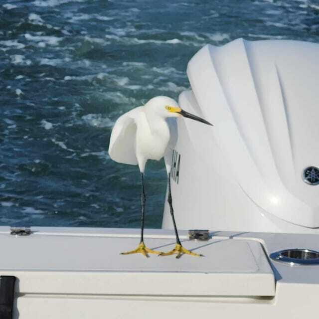 Sarasota Sunset Charter - Final Thoughts: Is This Experience Right for You?