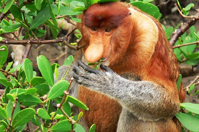Sarawak Bako National Park Tour : Pristine Rainforest Jungle - The Sum Up
