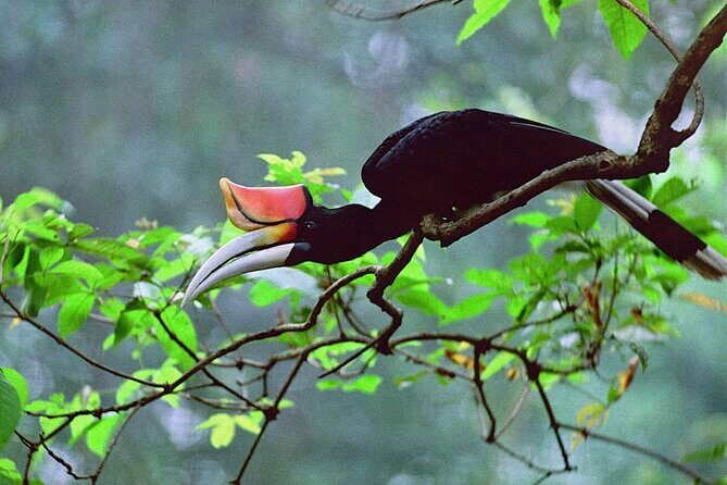 Sarawak Bako National Park Tour : Rainforest Flora & Fauna - Cost and Value Analysis