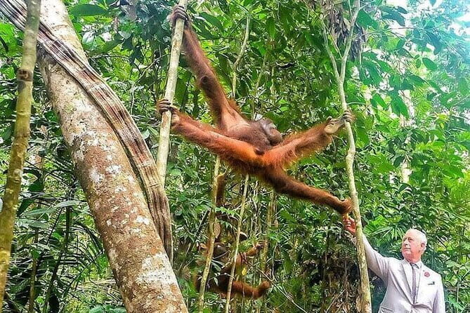 Sarawak Orangutan Semenggoh Wildlife Centre Tour - An In-Depth Look at the Sarawak Orangutan Semenggoh Wildlife Centre Tour