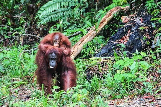 Sarawak Orangutan Semenggoh Wildlife Centre Tour - Final Thoughts: Why This Tour Is a Solid Choice