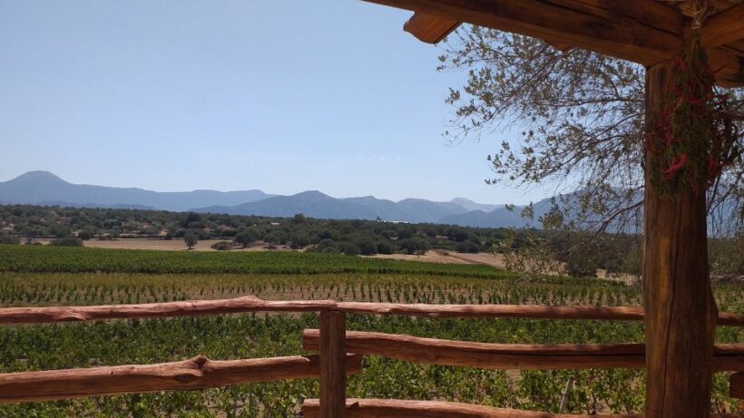 Sardinia: Dorgali Winery Tour with Tasting and Local Guide - What to Expect from the Tour