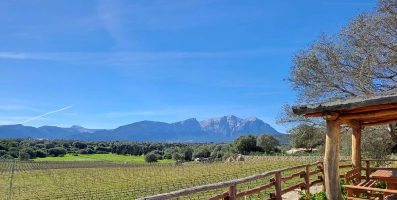 Sardinia: Dorgali Winery Tour with Tasting and Local Guide - The Sum Up