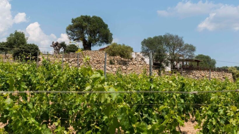 Sardinia: Dorgali Winery Tour with Tasting and Local Guide - FAQ