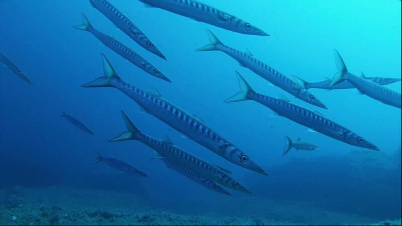 Sardinia, La Maddalena Archipelago: First Dive Experience - The Sum Up: Is This Experience Worth It?