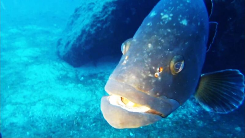 Sardinia, La Maddalena Archipelago: First Dive Experience - Frequently Asked Questions