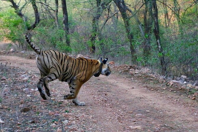 Sariska Tiger Reserve Assistance for Gypsy Private Safari Tickets - The Itinerary: What’s Included and What You Can Expect