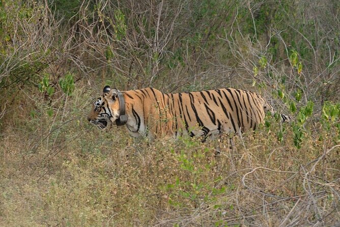 Sariska Tiger Reserve Assistance for Gypsy Private Safari Tickets - Pricing and Value: Is It Worth It?