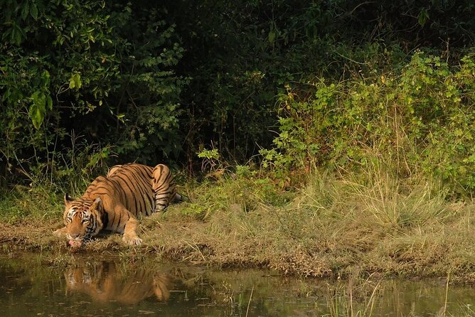 Sariska Tiger Reserve Assistance for Gypsy Private Safari Tickets - FAQ