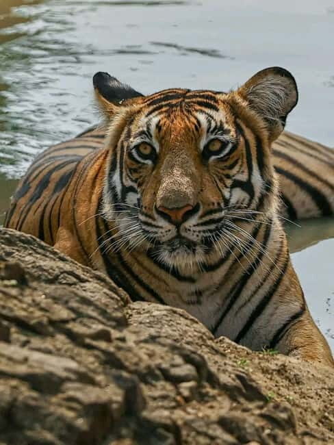 Sariska Tiger Reserve: Gypsy & Canter jungle Safari Transfer - Discovering Sariska Tiger Reserve: Why It Matters