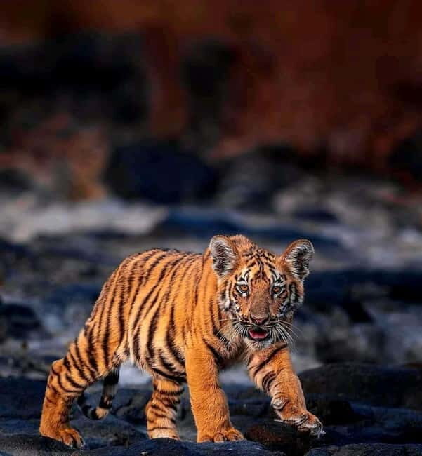 Sariska Tiger Reserve: Gypsy & Canter jungle Safari Transfer - Visiting the Historic and Cultural Sites