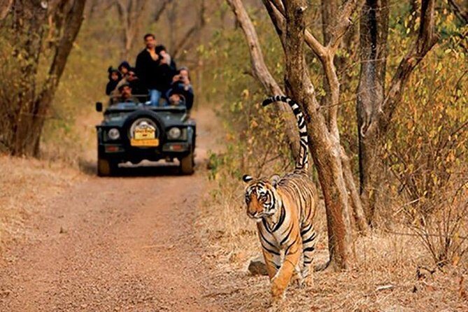 Sariska Tiger Reserve Safari Tickets (Skip The Line) - What to Expect from the Sariska Safari