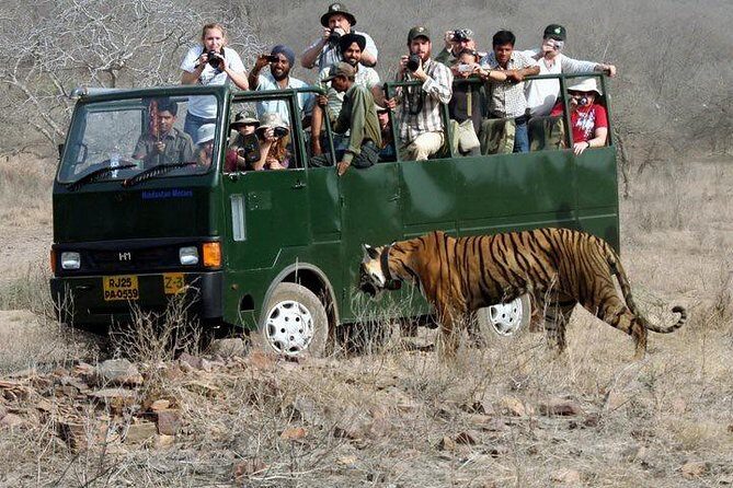 Sariska Tiger Reserve Safari Tickets (Skip The Line) - Who Should Book This Tour?