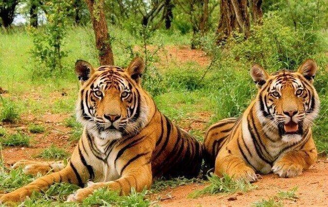 Sariska Tiger Reserve Safari Tickets (Skip The Line) - FAQ