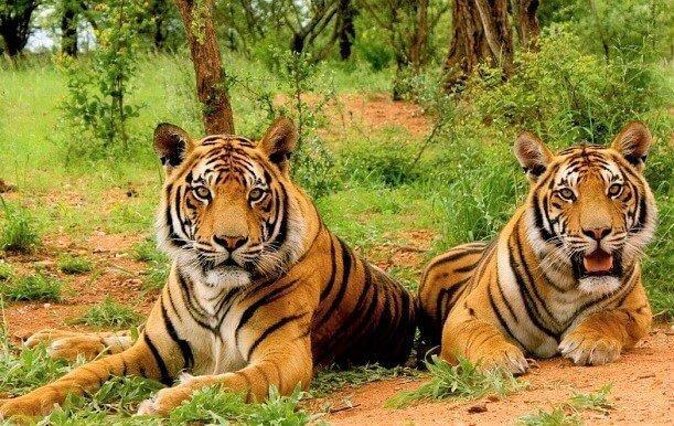 Sariska Tiger Reserve Safari tour from Jaipur - Exploring the Safari Itinerary in Detail