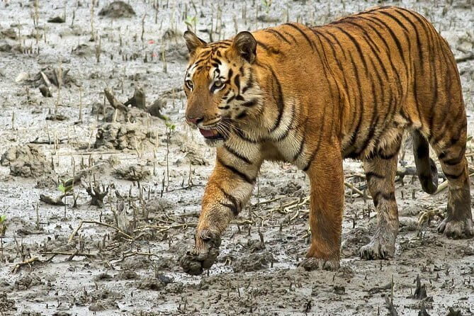 Sariska Tiger Reserve Tour Of India - Who Will Love This Tour?