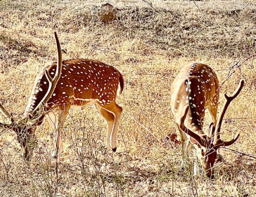 Sasan Gir: Devalia Park Safari with Skip-the-Line Access - Introduction