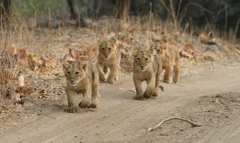 Sasan Gir: Devalia Park Safari with Skip-the-Line Access - What Exactly is Devalia Safari Park?