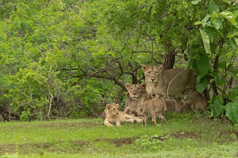 Sasan Gir: Devalia Park Safari with Skip-the-Line Access - The Wildlife You Might Encounter
