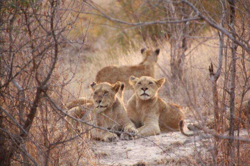 Sasan Gir: Devalia Park Safari with Skip-the-Line Access - The Sum Up