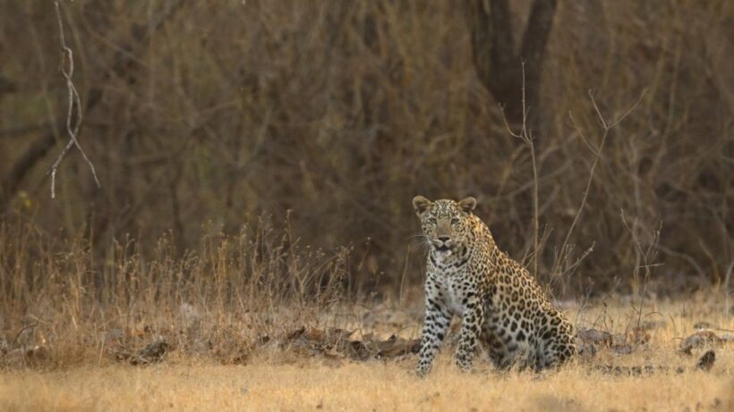 Sasan Gir: Devalia Park Safari with Skip-the-Line Access - FAQ