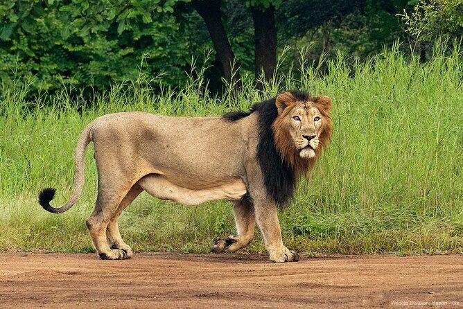 Sasan Gir Skip-the-Line Weekend Tour Package for 1 Night / 2 Days - The Itinerary Breakdown: What to Expect