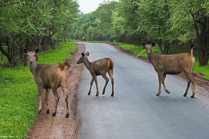 Sasan Gir Skip-the-Line Weekend Tour Package for 1 Night / 2 Days - Who Is This Tour Best For?