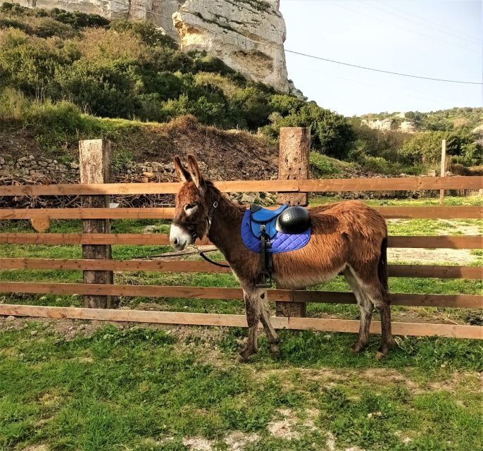 Sassari: hiking with donkeys in Cargeghe and aperitif - What to Expect from the Donkey-Hiking Tour