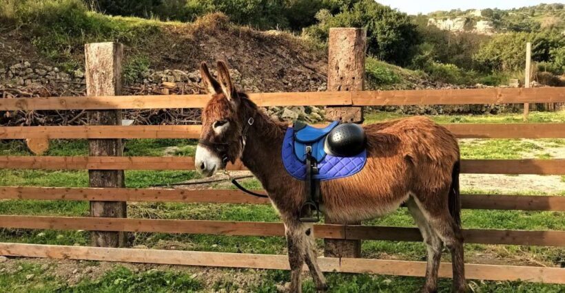 Sassari: hiking with donkeys in Cargeghe and aperitif - Practical Details and Tips