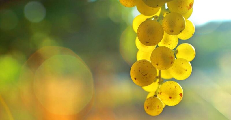 Sauternes : Sweet wine from Bordeaux - Final Thoughts