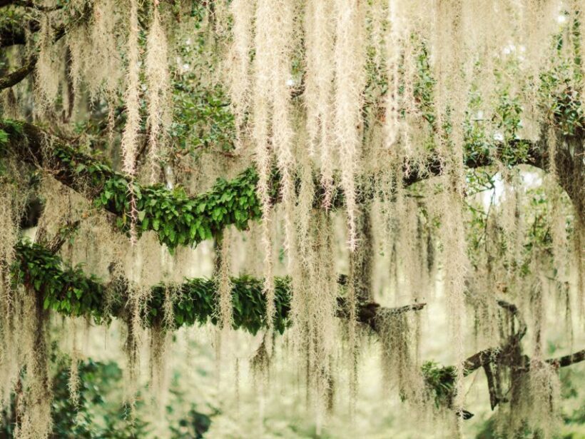 Savannah: Bonaventure Cemetery Tour - An In-Depth Look at the Bonaventure Cemetery Tour
