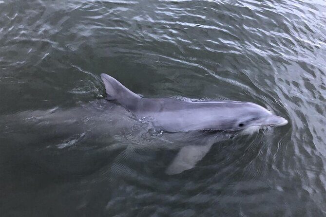 Savannah Coastal Dolphin Eco Tour - FAQ