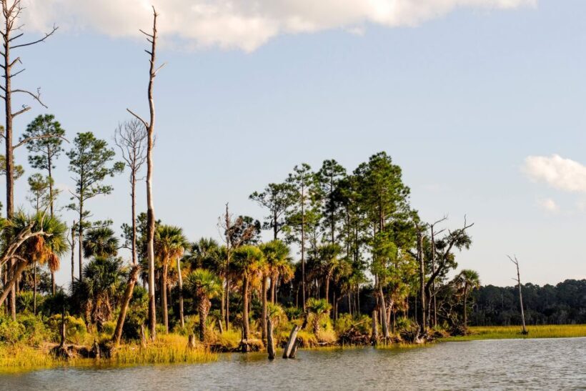Savannah: Dolphin Spotting and Wildlife Eco Cruise - Savannah: Dolphin Spotting and Wildlife Eco Cruise