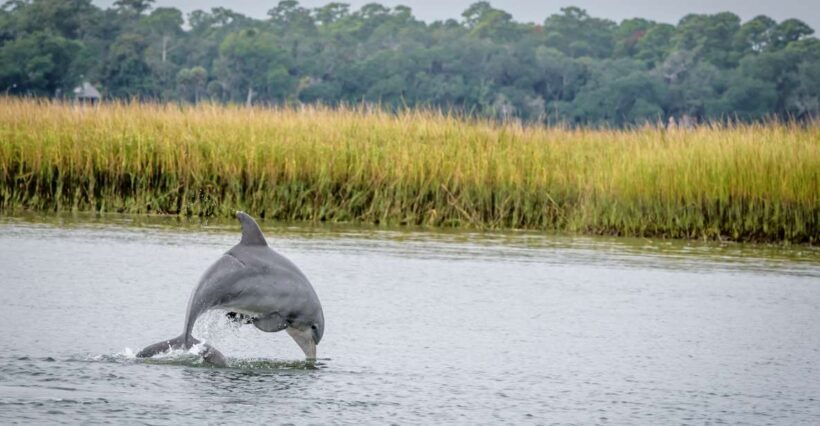 Savannah: Dolphin Spotting and Wildlife Eco Cruise - An Overview of the Experience